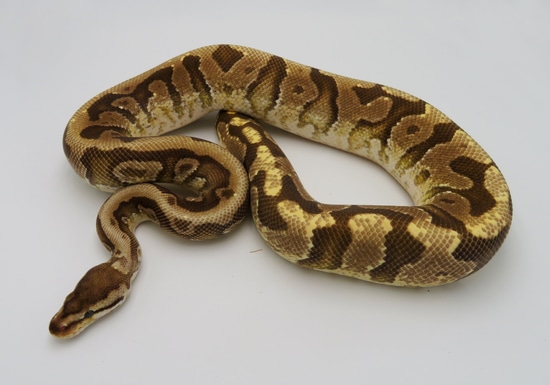 Hidden Gene Woma Fire Yellow Belly Odium Ball Python by Python Designs