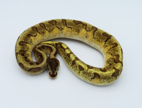 Super Enchi Super Specter Ball Python by Python Designs