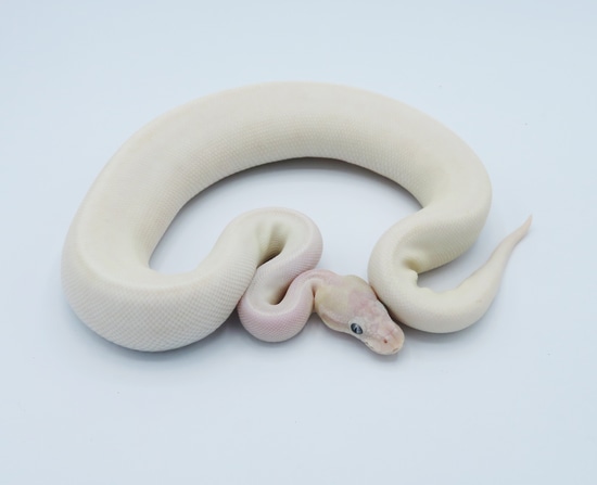 Super Pastel Super Mojave GHI Ball Python by Python Designs