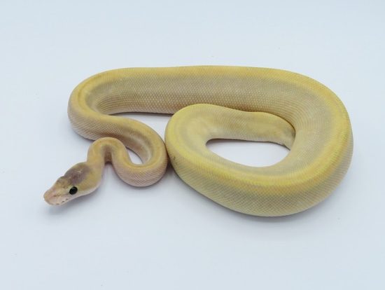 Banana Mojave Champagne Hypo Ball Python by Python Designs