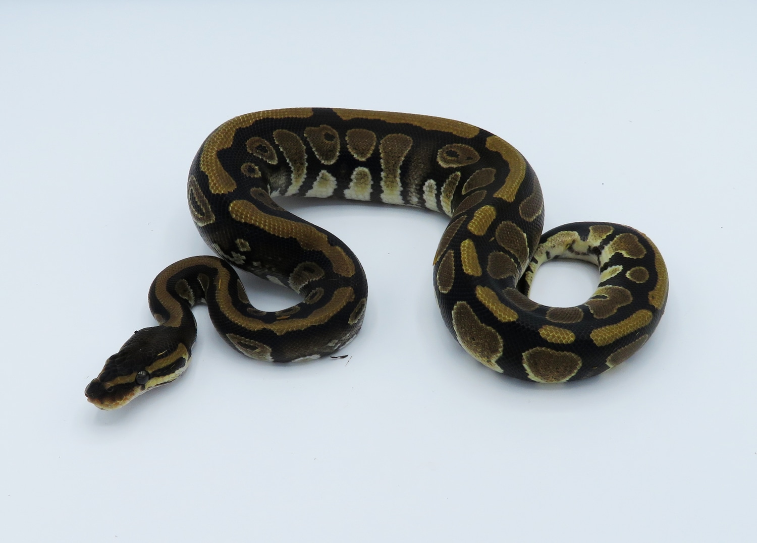 Double Het Clown Piebald 50% Het Caramel 50% Het Ghost Ball Python by Python Designs - MorphMarket