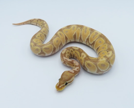 Black Pastel Banana Lori Ball Python by Python Designs