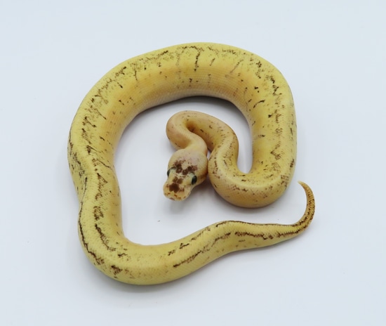 Super Pastel Enchi Pinstripe Fire Yellow Belly Ball Python by Python ...