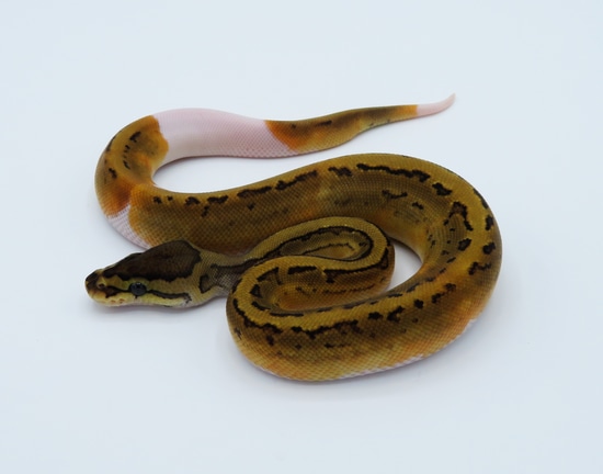 Enchi Pinstripe Piebald Ball Python by Python Designs