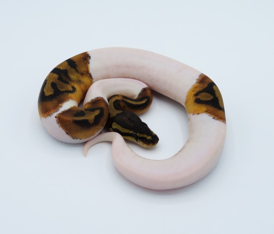 Piebald Ball Python by Python Designs