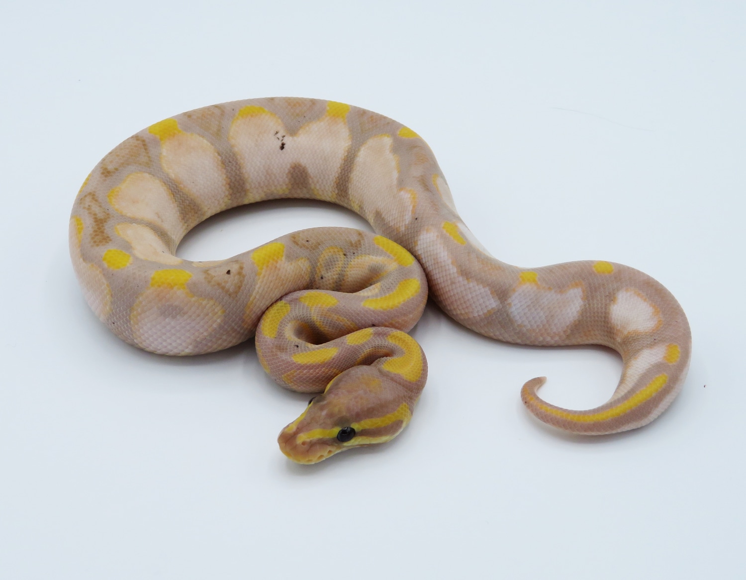 Banana Sugar Ball Python by Python Designs - MorphMarket