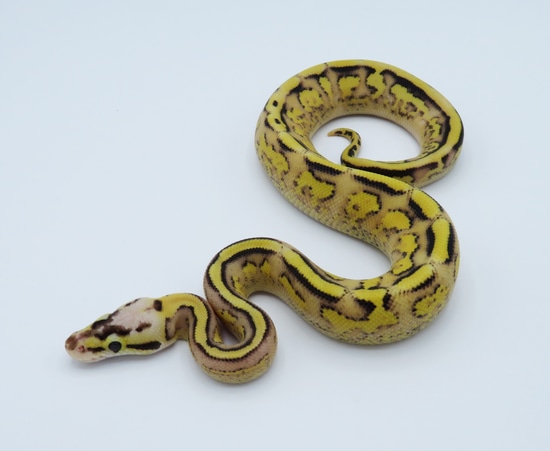 Pastel Hidden Gene Woma Super Stripe Ball Python by Python Designs