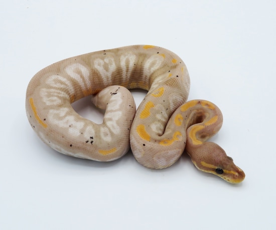 Black Pastel Banana Yellow Belly Sugar Ball Python by Python Designs