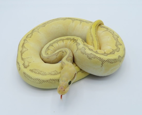 Super Pastel Enchi Pinstripe Soul Sucker Ball Python by Python Designs
