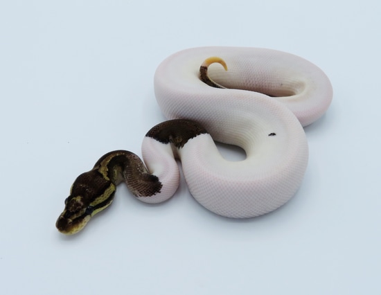 Black Pewter Piebald Ball Python by Python Designs