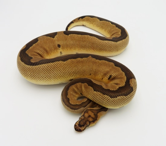 Motley Blade Clown Ball Python by Python Designs