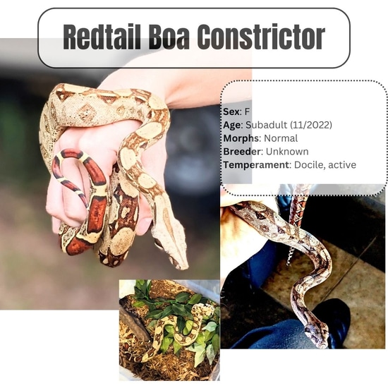 Red-Tail Boa/BCC, Very Inquisitive And Friendly True Red-Tailed Boa ...