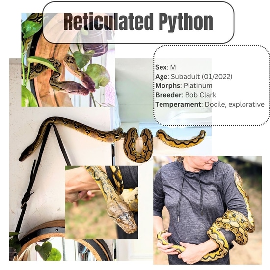Platinum Retic By Bob Clark, Friendly And Curious Guy Reticulated ...