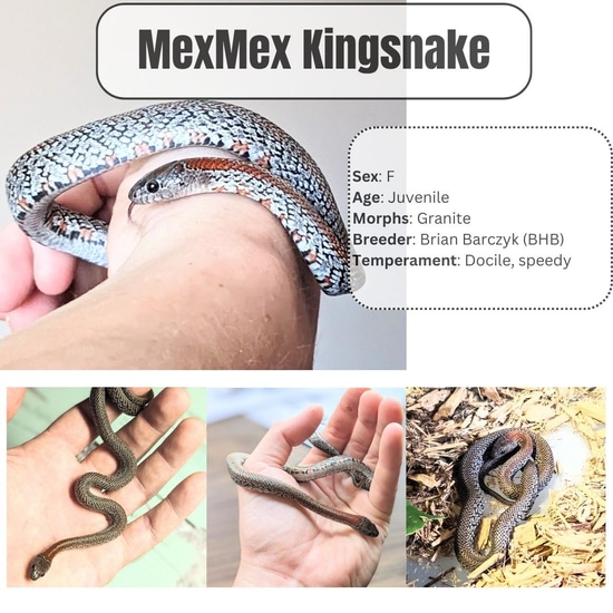 Granite Mex Mex Kingsnake, Bred By Brian Barczyk (BHB) Mexican Black ...