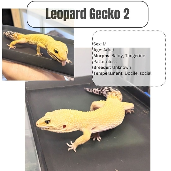 Baldy Tangerine Patternless Friendly Guy Leopard Gecko by Creature Kristen