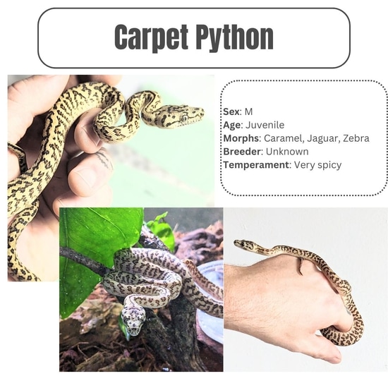 Caramel Jaguar Zebra Jungle Carpet Python by Creature Kristen