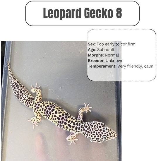 Wild Type With The Biggest Heart Leopard Gecko by Creature Kristen