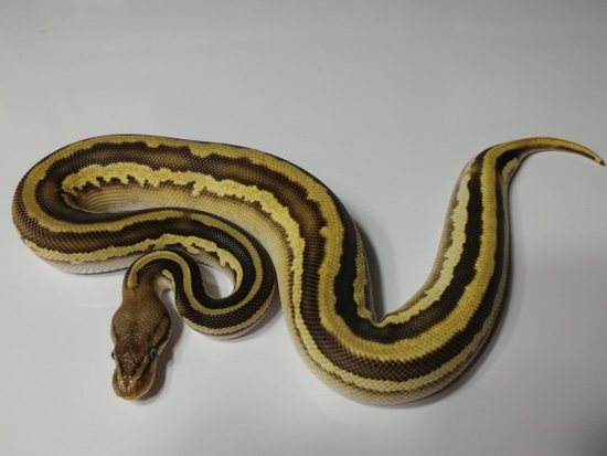 Pastave Leopard OD 50% Het Pied Ball Python by Kaptive Keepers