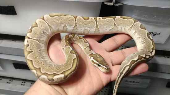 Bamboo 66% Het Albino Ball Python by Kaptive Keepers