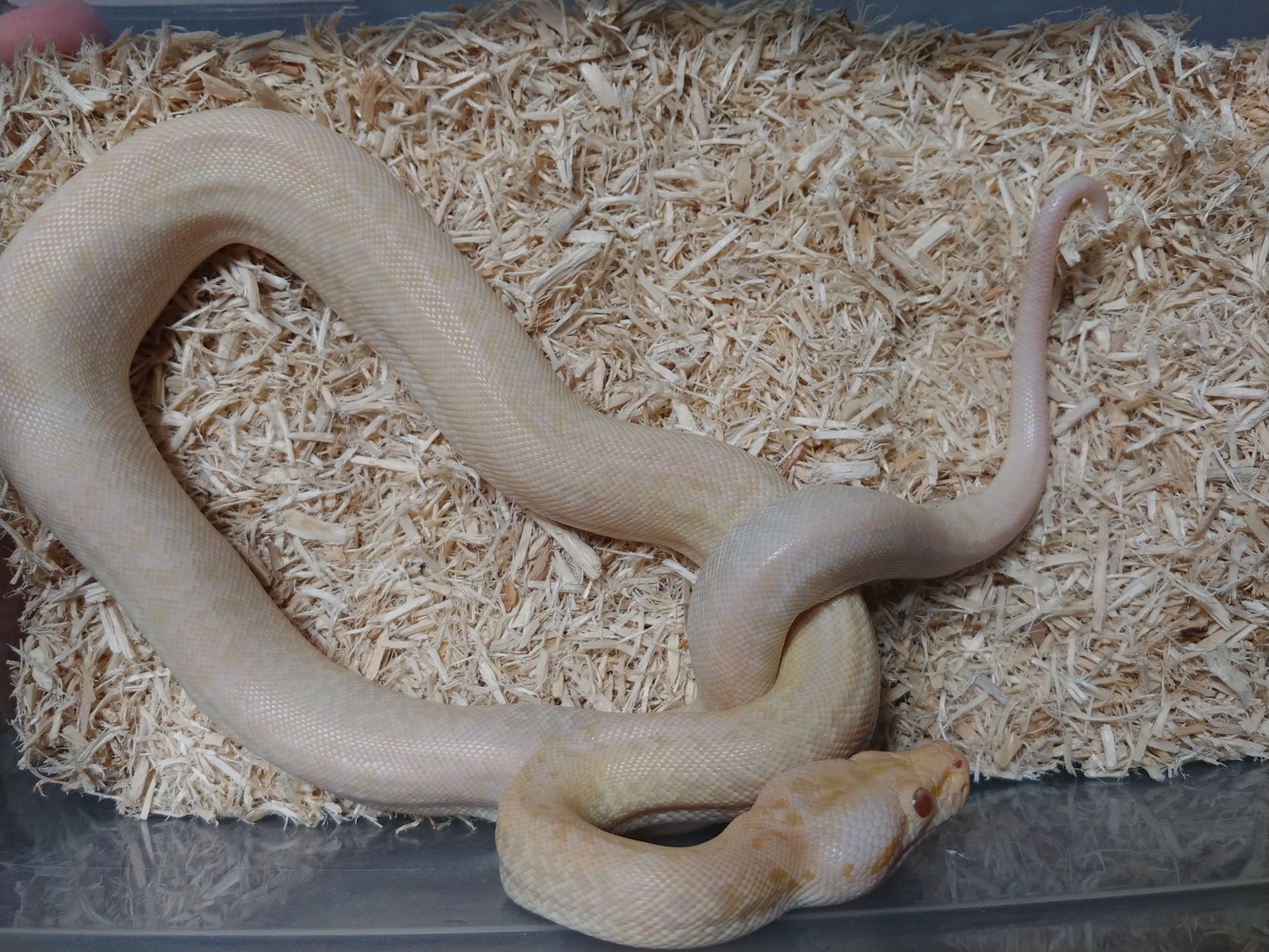 Pearl Granite Burmese Python by Kaptive Keepers - MorphMarket