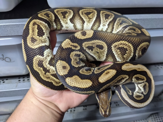 Black Pastel Triple Het Clown, Lavender, And Pos Het Pied Ball Python by Kaptive Keepers