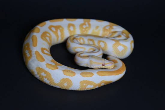 Black Pastel Lavender PDH Clown Pied Ball Python by Kaptive Keepers