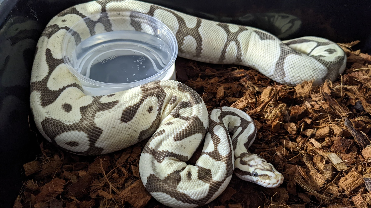 Pastel Enchi Desert Ghost Ball Python by Kaptive Keepers - MorphMarket
