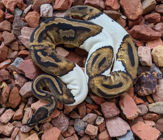 Pied Ball Python by Kaptive Keepers