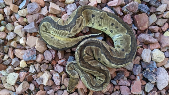 RTB Blade Clown Ball Python by Kaptive Keepers
