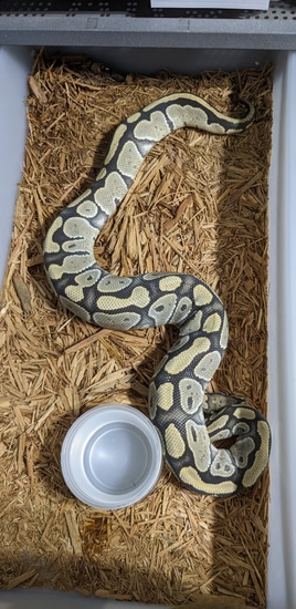 Orange Ghost/hypo Ball Python by Kaptive Keepers
