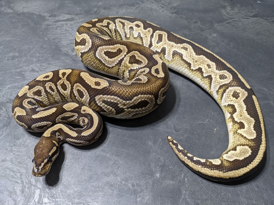 Proven Mojave Het Monsoon Lavender Pied Ball Python by Kaptive Keepers