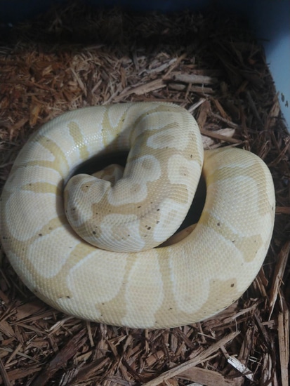 Banana Enchi Ball Python by Kaptive Keepers