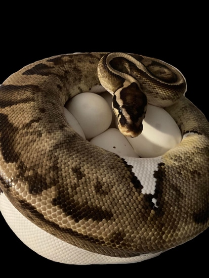 (2kgr. Proven) Pastel Pied Ball Python by Kaptive Keepers