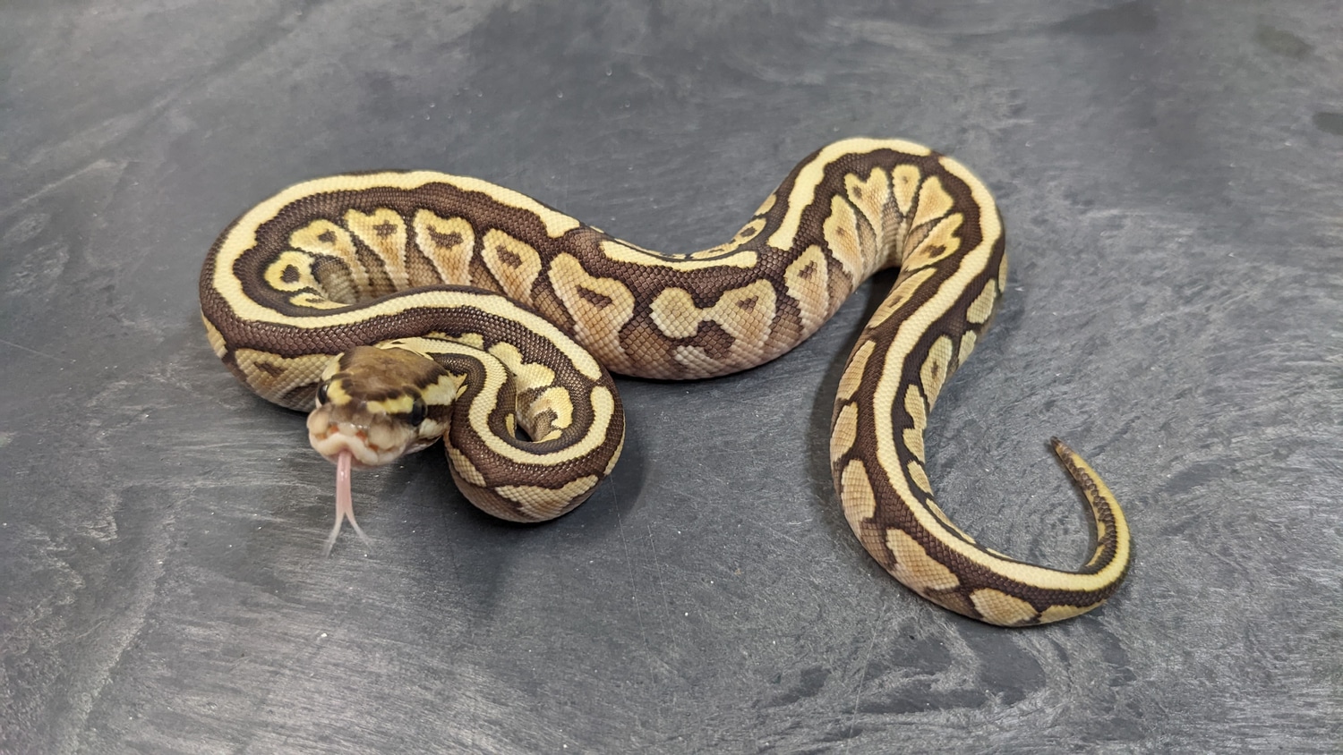 Spotnose Lesser Het Clown Pos Het Lavender Ball Python by Kaptive ...