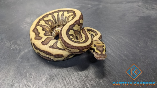 Spotnose Leopard Lesser Het Clown PH Lavender Ball Python by Kaptive Keepers