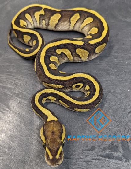 Leopard Lesser Het Clown Pos Het Lavender Ball Python by Kaptive Keepers