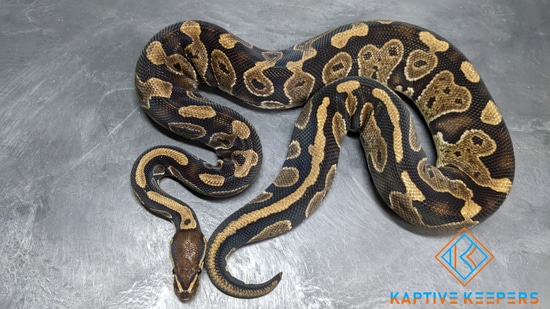 RTB DH Clown Pied Ball Python by Kaptive Keepers