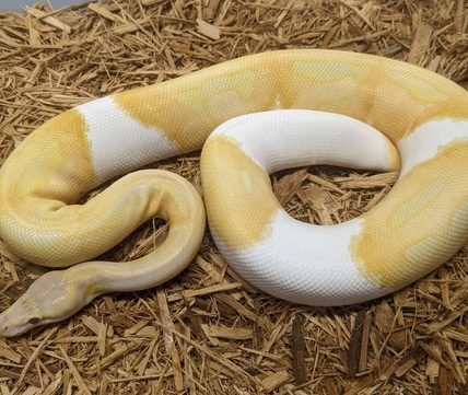 Kaptive Keepers - MorphMarket