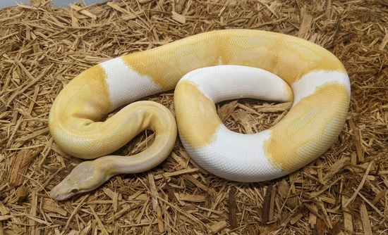 RTB|Dreamsicle Ball Python by Kaptive Keepers