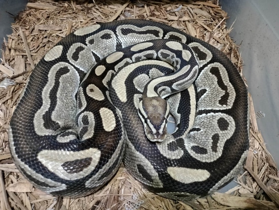 Normal(Dinker) Ball Python by Kaptive Keepers
