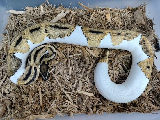 Orange Dream Pied Ball Python by Kaptive Keepers