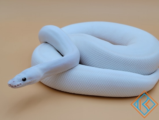 Bamboo Lesser BEL Ball Python by Kaptive Keepers