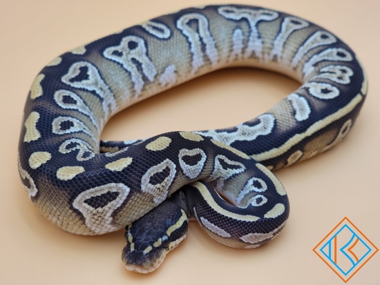 PH Monsoon 100% Het Clown Mojave 50% Het Pied Lavender Ball Python by ...