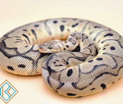 Clown Het Lavender Ball Python by Kaptive Keepers - MorphMarket