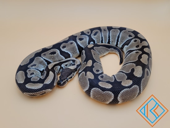RTB|Het Clown Ball Python by Kaptive Keepers