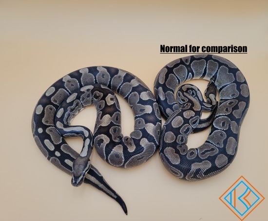Dinker Project Ball Python by Kaptive Keepers
