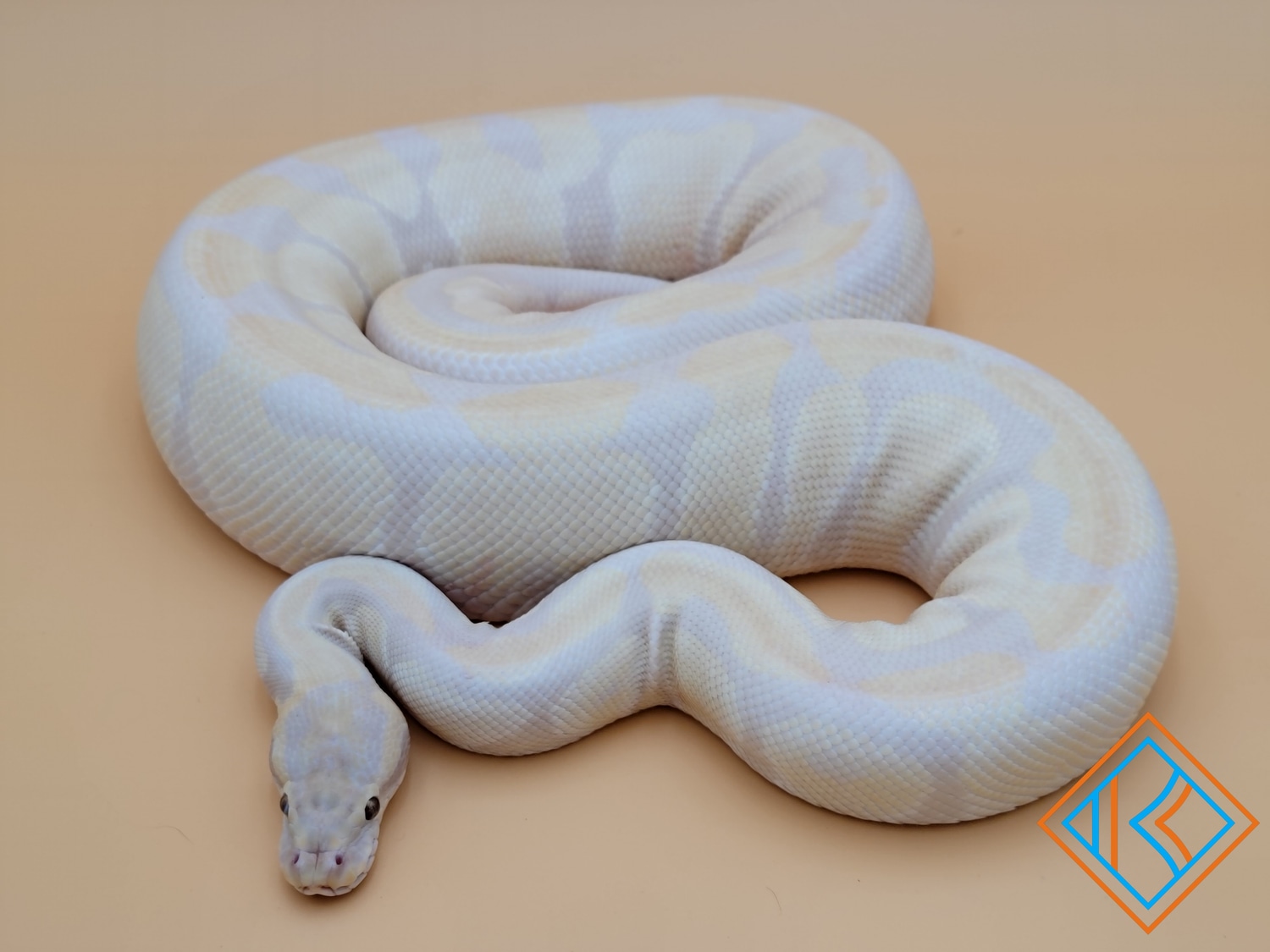 Lavender Ball Python by Kaptive Keepers - MorphMarket