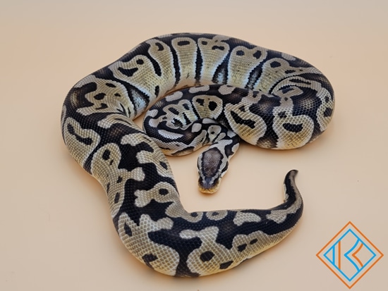 RTB|Pastel Blade 100% Het Clown Ball Python by Kaptive Keepers