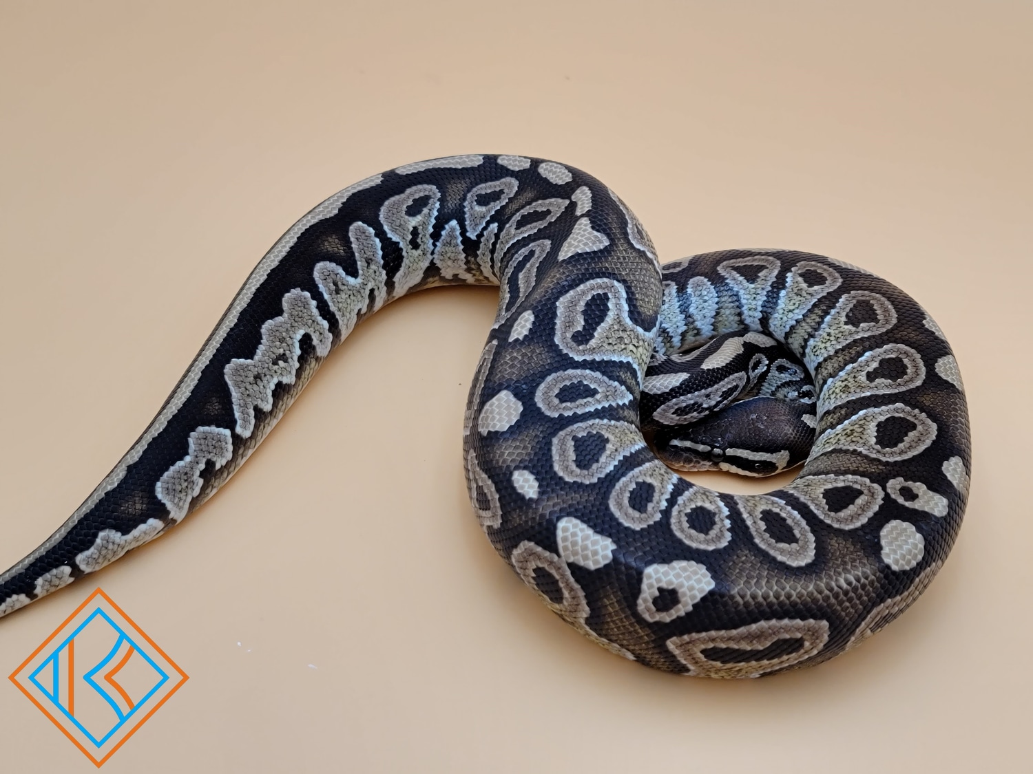 PH Monsoon 100% Het Ultramel Mojave 50% Het Pied-Lavender Ball Python ...
