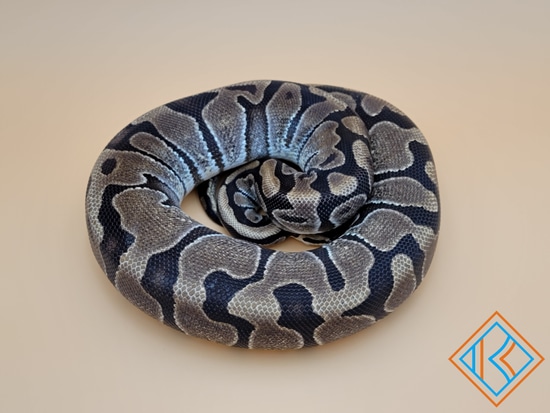 Enchi (Proven) Ball Python by Kaptive Keepers